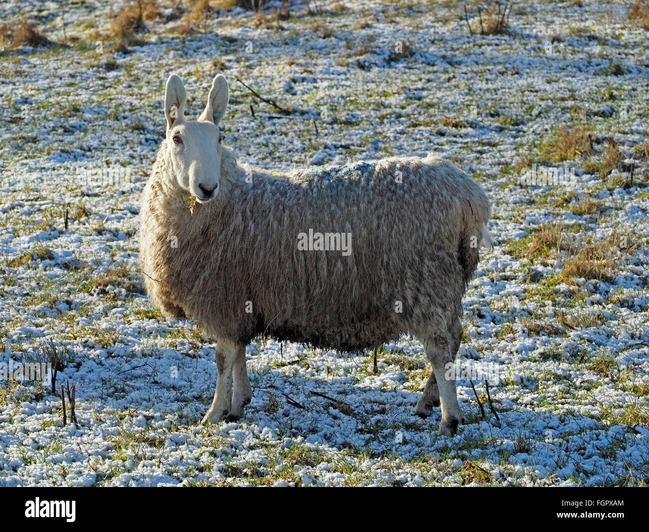 alert Border Leicester sheep with upright ears in sun-lit snowy field ...