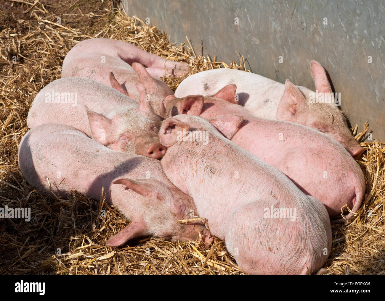 Piglets sleeping in farm pen. Perthshire, Scotland Stock Photo - Alamy