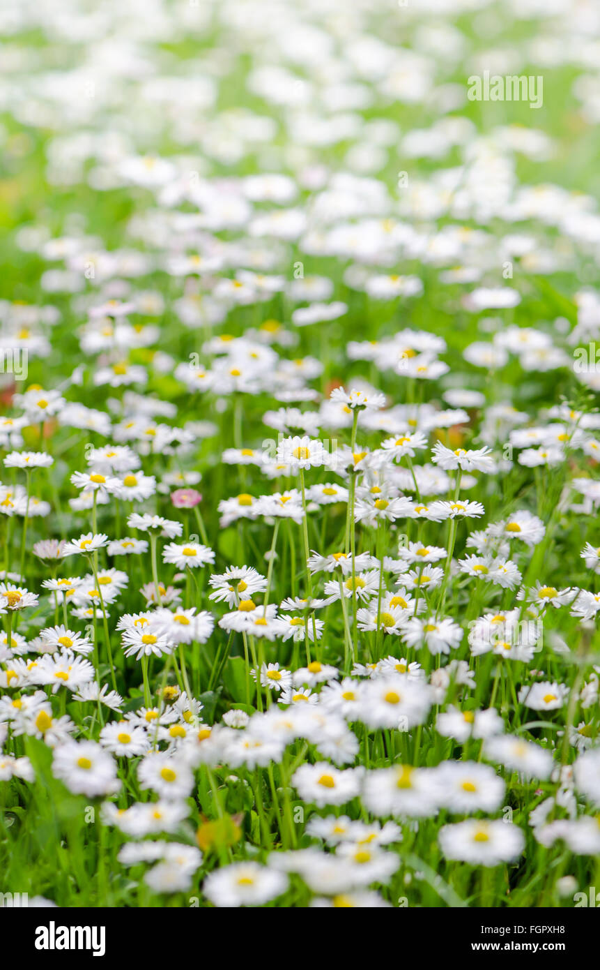 Little daisy hi-res stock photography and images - Alamy