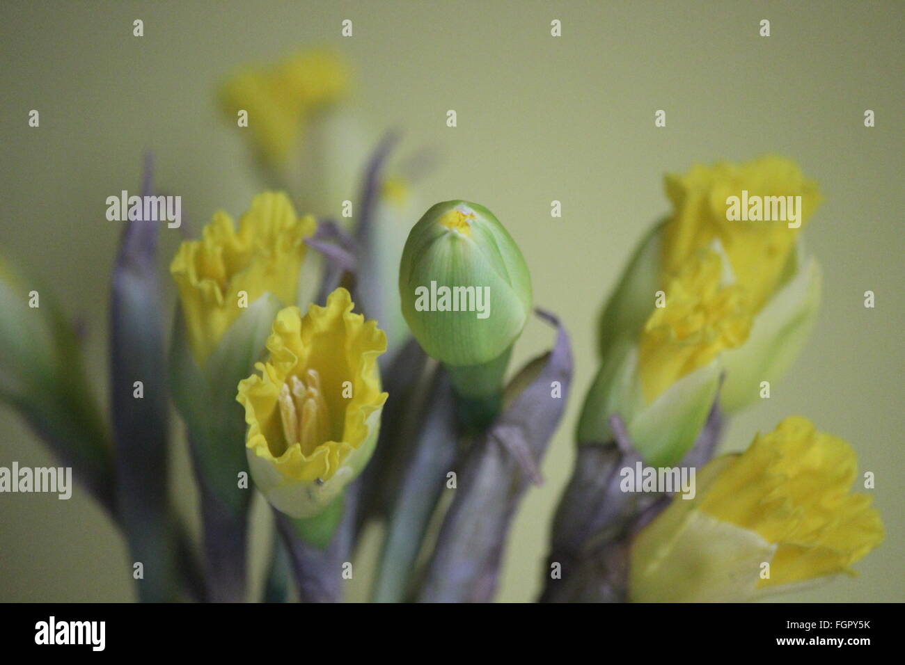 Daffodils with unopened bud Stock Photo - Alamy