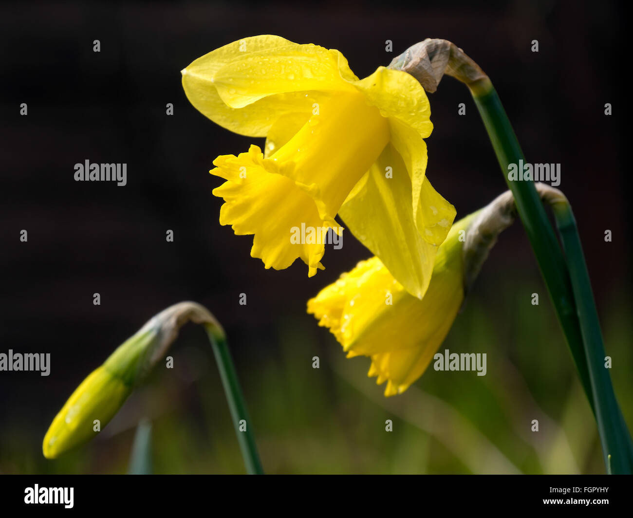 Daffodils after the Rain Stock Photo - Alamy