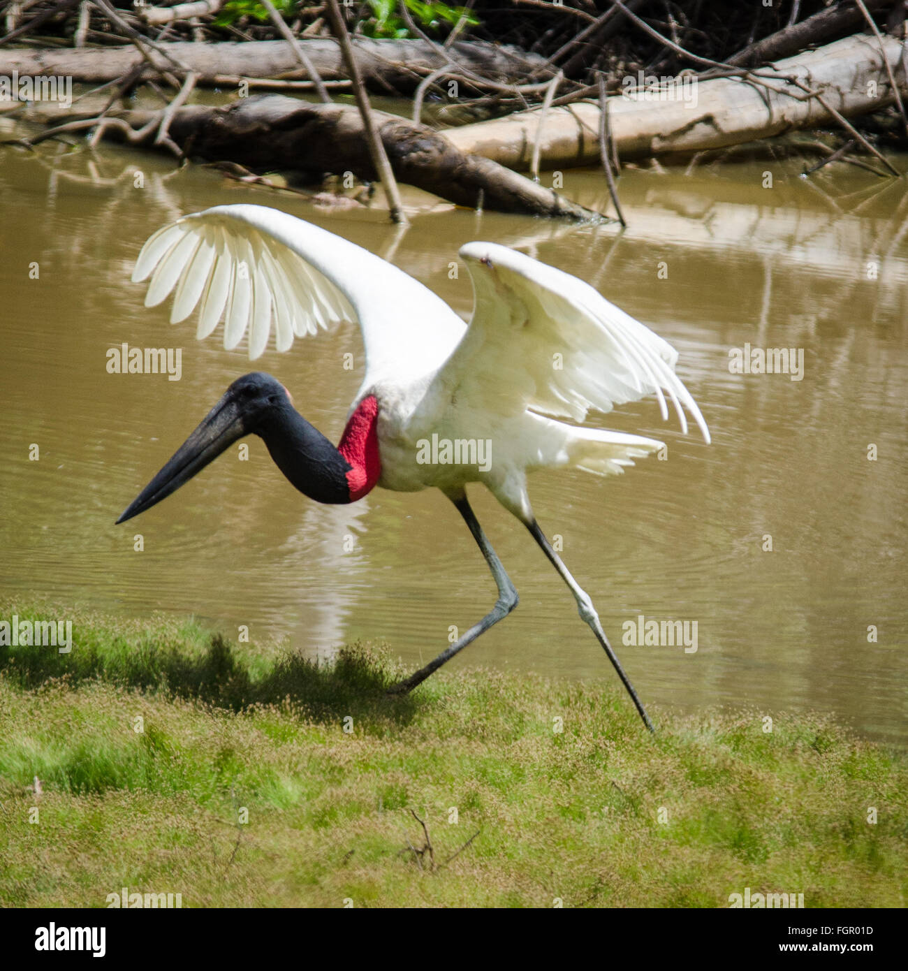 Jabiru Stork (Jabiru mycteria Stock Photo - Alamy