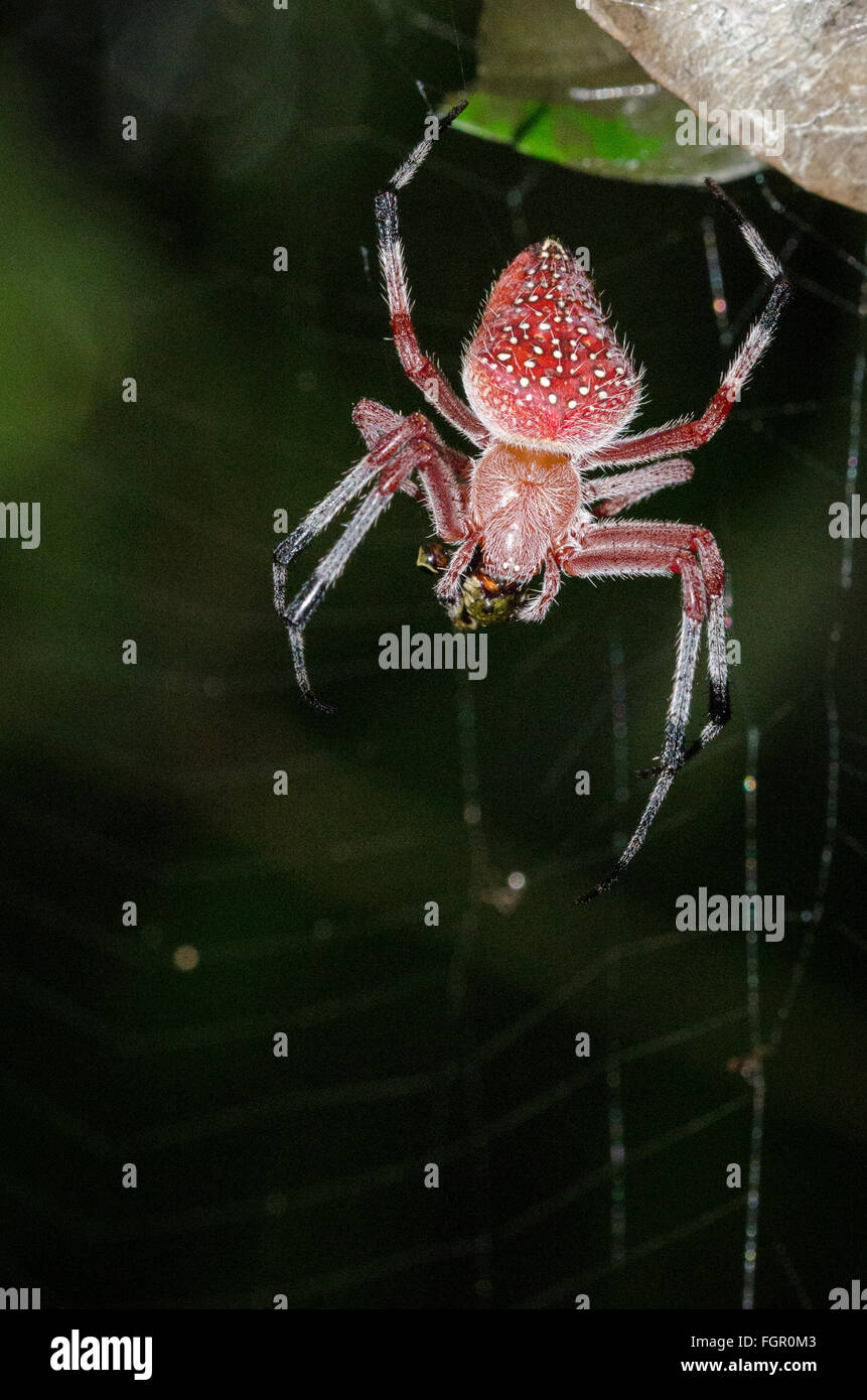 Night spider hi-res stock photography and images - Alamy