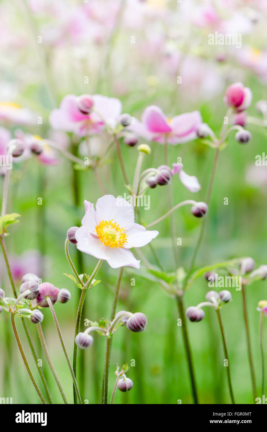 Japanese Anemone flowers in the garden, close up. Note: Shallow Stock ...