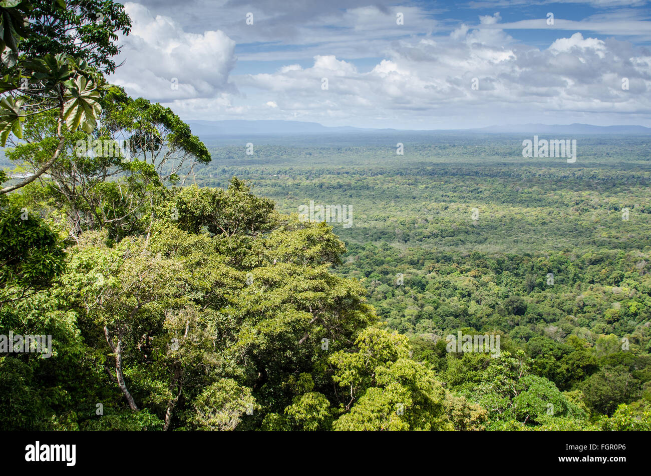 Jangle view in Guyana, South America Stock Photo - Alamy