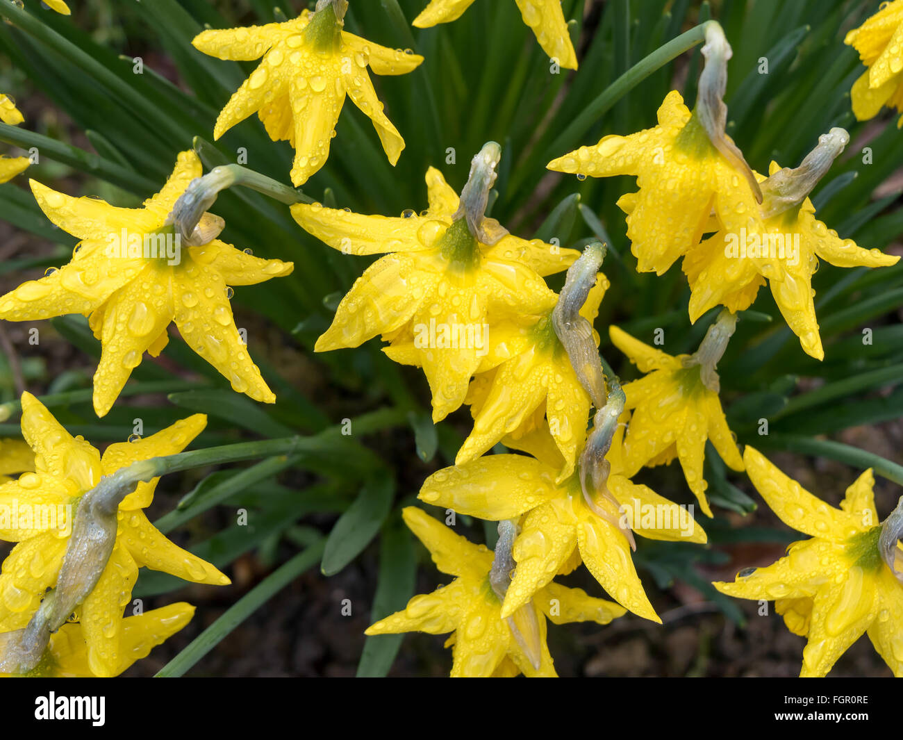 Close up shot of daffodils hi-res stock photography and images - Alamy