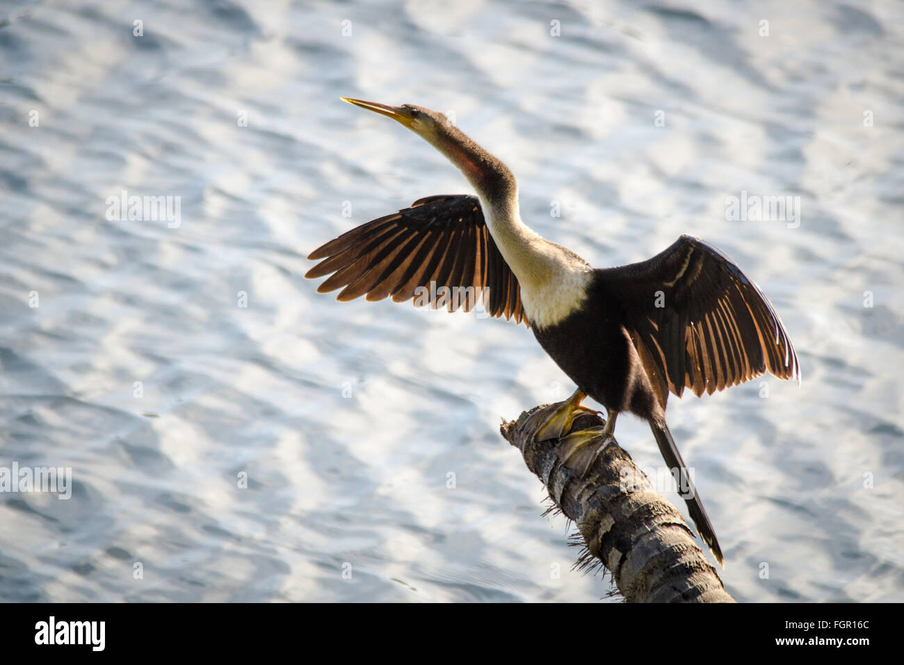 Anhinga (Anhinga anhinga) drying wings, Guyana, South America Stock ...