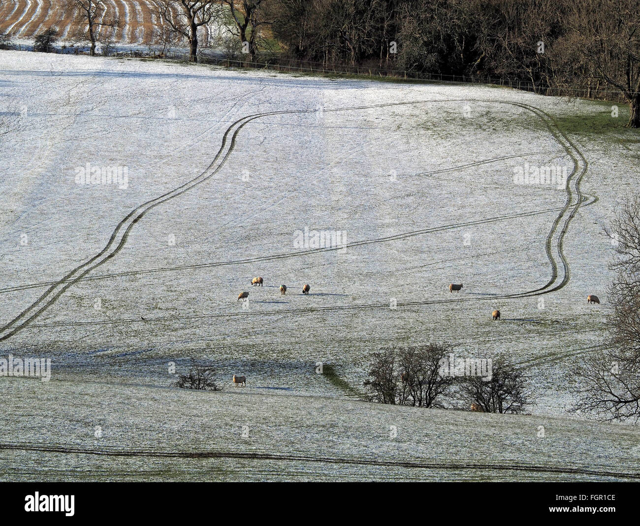 Sheep tracks hi-res stock photography and images - Alamy