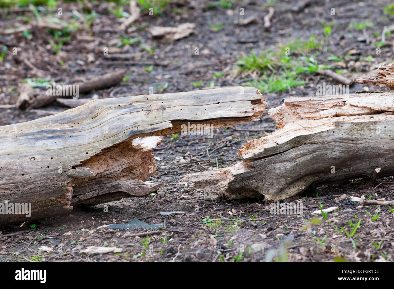 cracked log forming a symmetrical shape on the forest floor Stock Photo ...