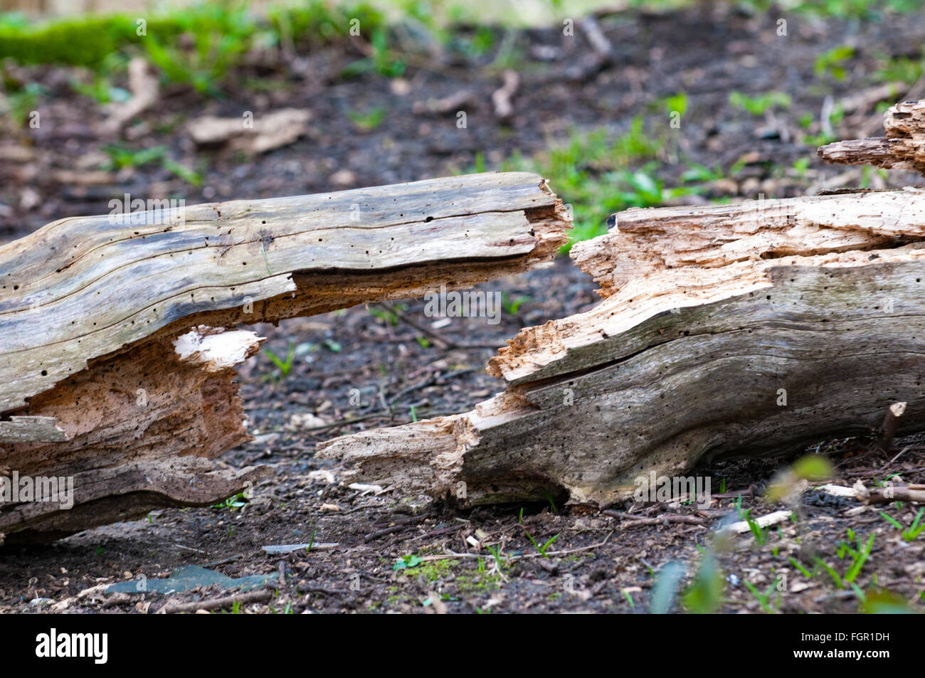 cracked log forming a symmetrical shape on the forest floor Stock Photo ...