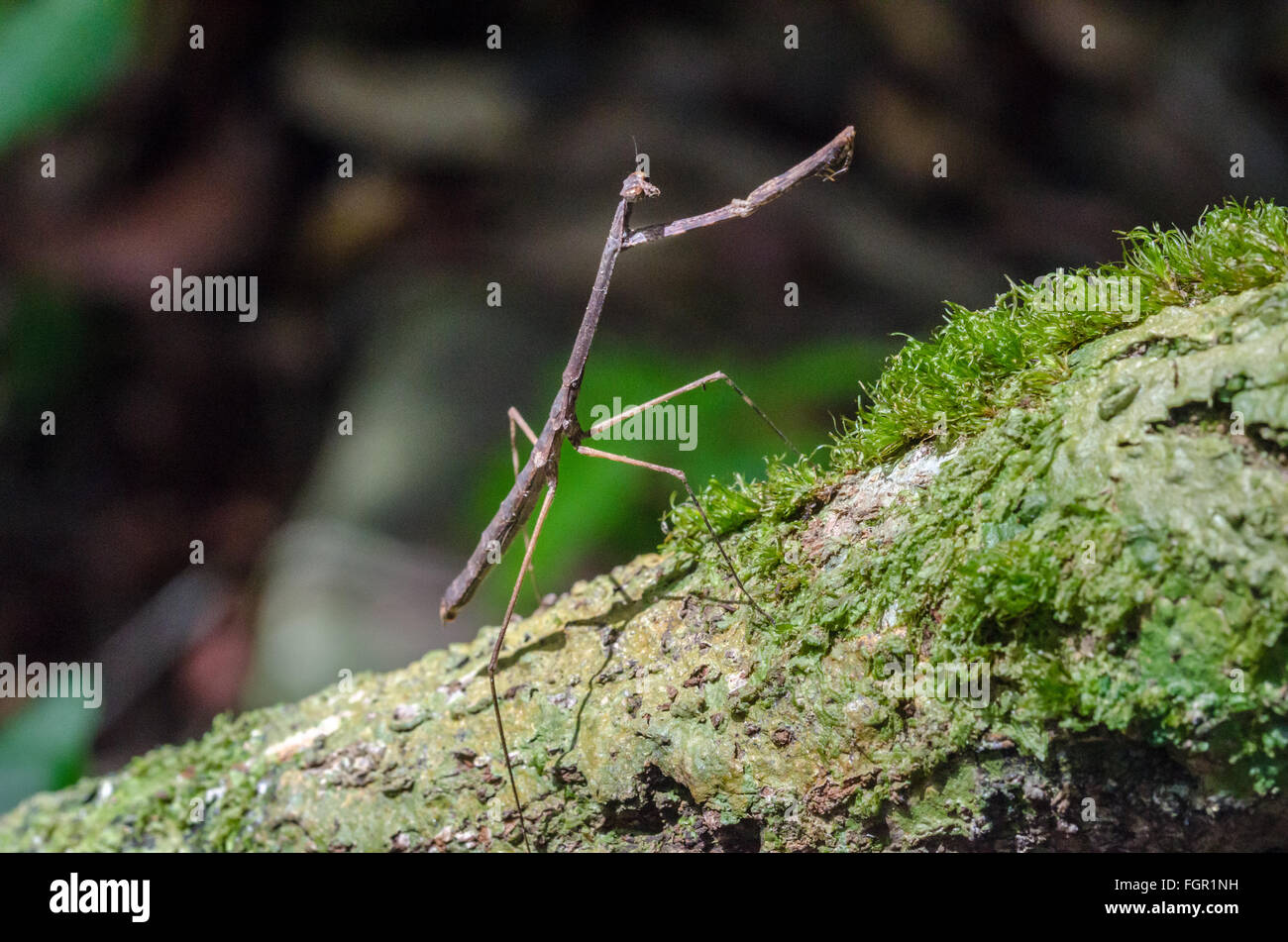Stick Insect Standting on Log, Guyana, South America Stock Photo - Alamy