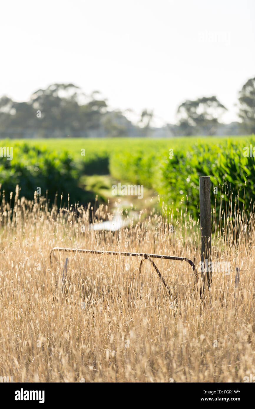 Farm gate set against a blurred background of a Maze Crop Stock Photo ...