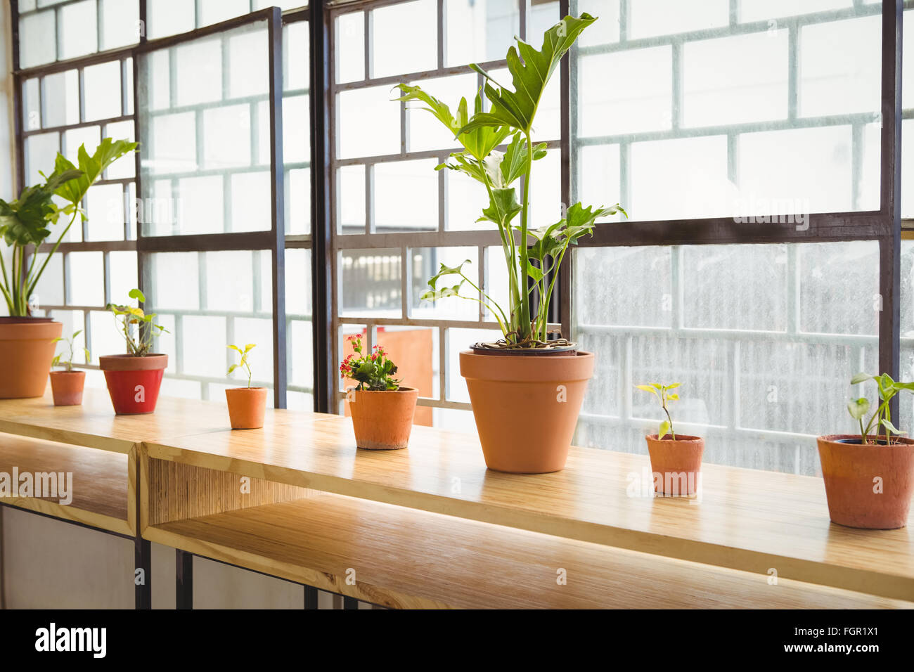 A line of green plants Stock Photo - Alamy
