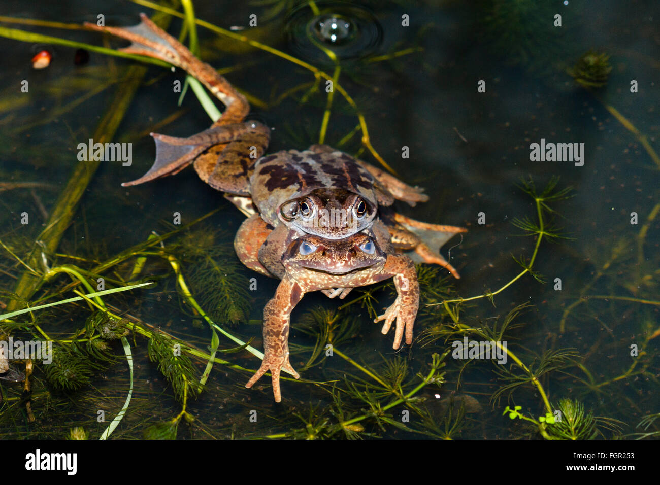 22nd February 2016.UK weather. These frogs are seen in a state of ...