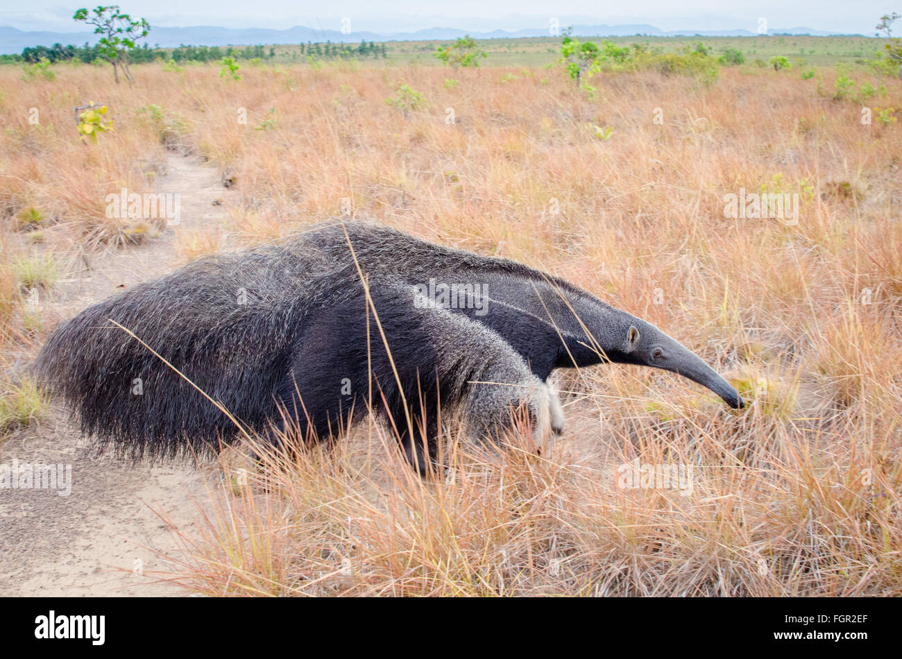 Giant Anteater (Myrmecophaga tridactyla) Guyana Stock Photo - Alamy