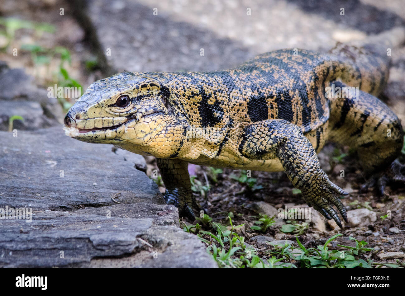 Golden Tegu (Tupinambis teguixin Stock Photo - Alamy