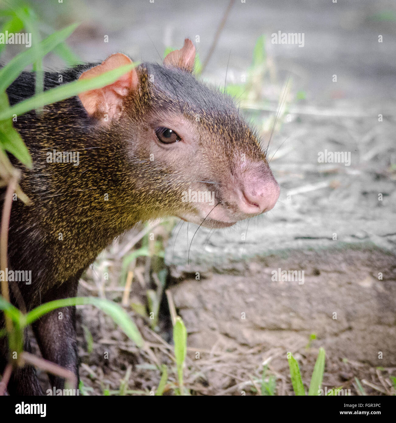 Red rumped hi-res stock photography and images - Alamy