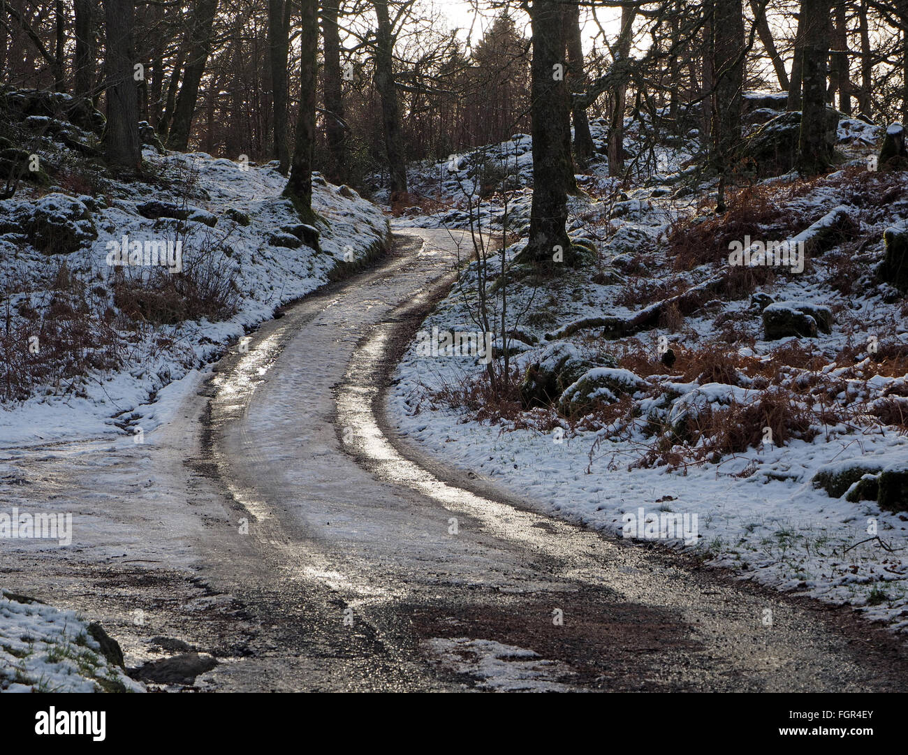 icy winding road in snowy woodland in Cumbria in Winter Stock Photo - Alamy