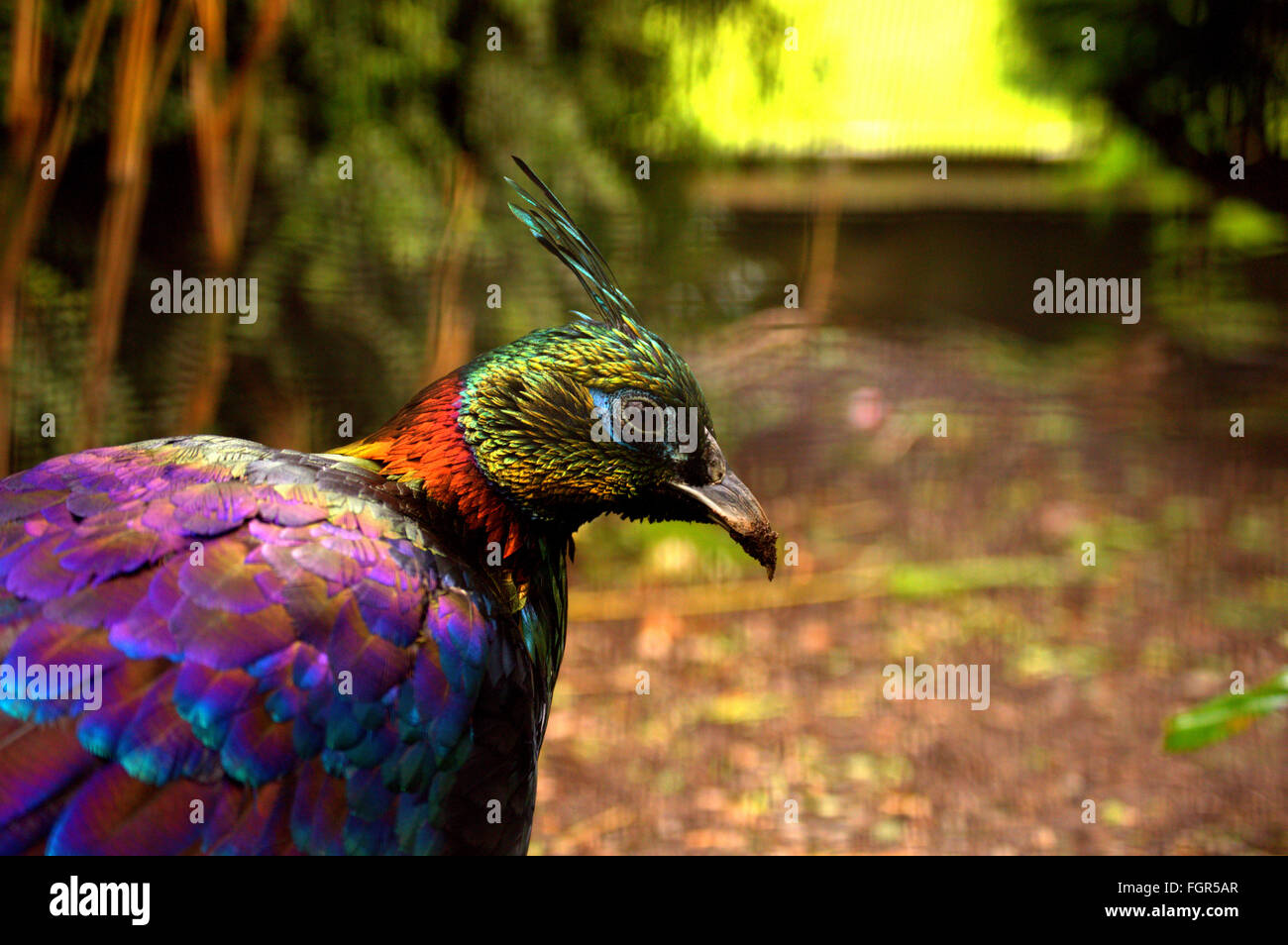 Peacock colour hi-res stock photography and images - Alamy