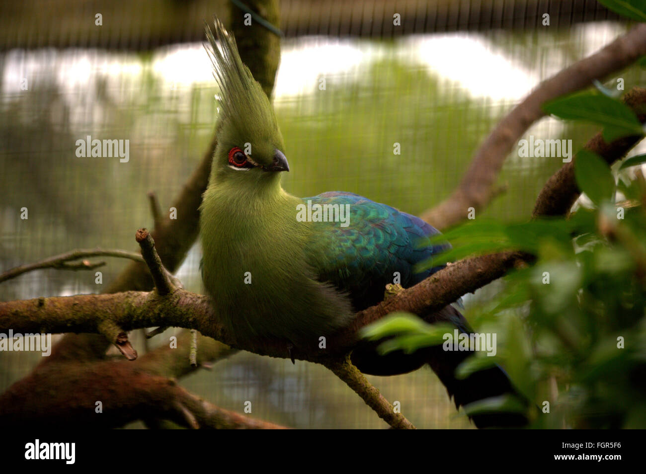 Green turaco colour hi-res stock photography and images - Alamy