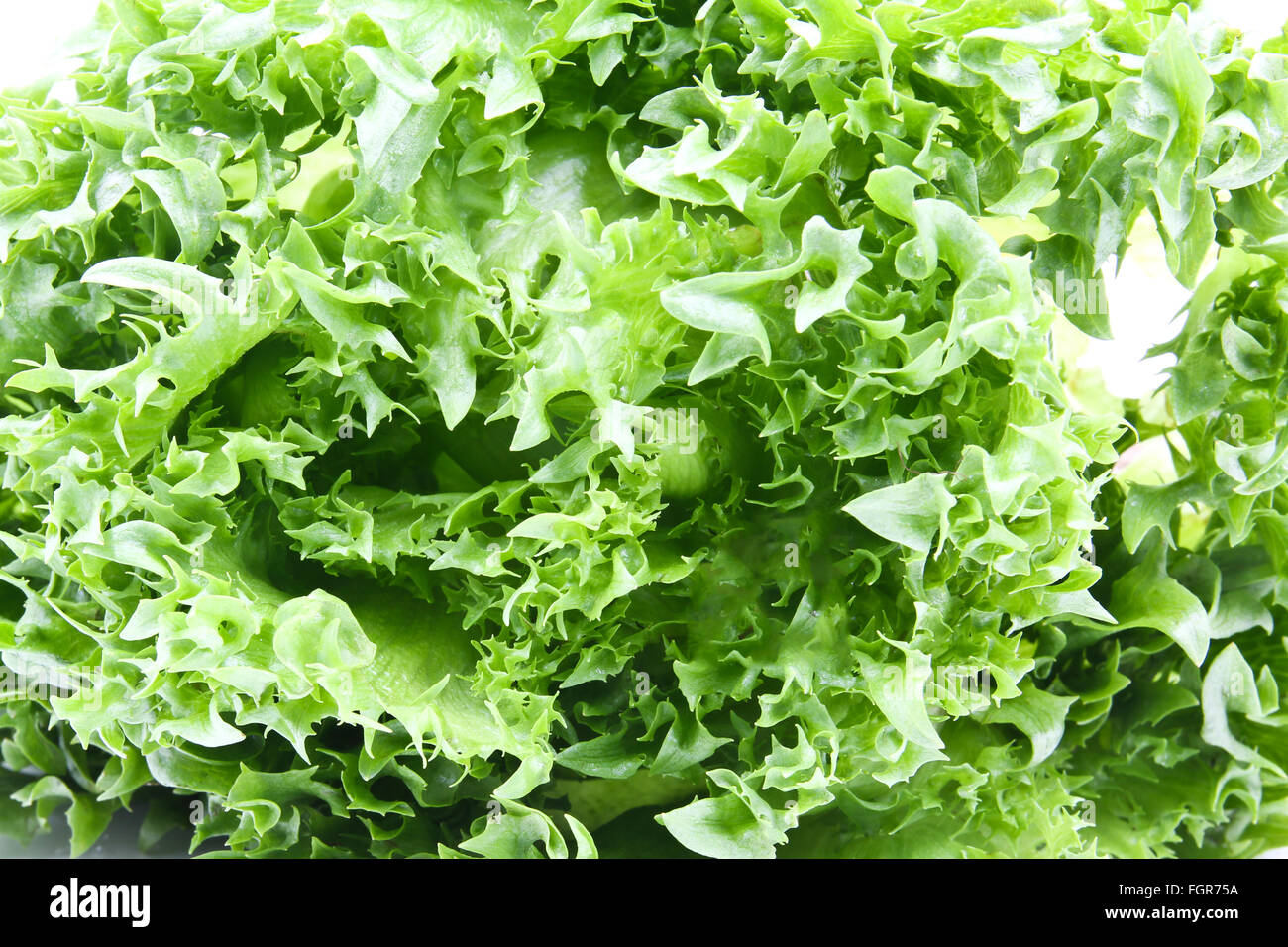 Closeup of Frillice Iceberg Stock Photo - Alamy