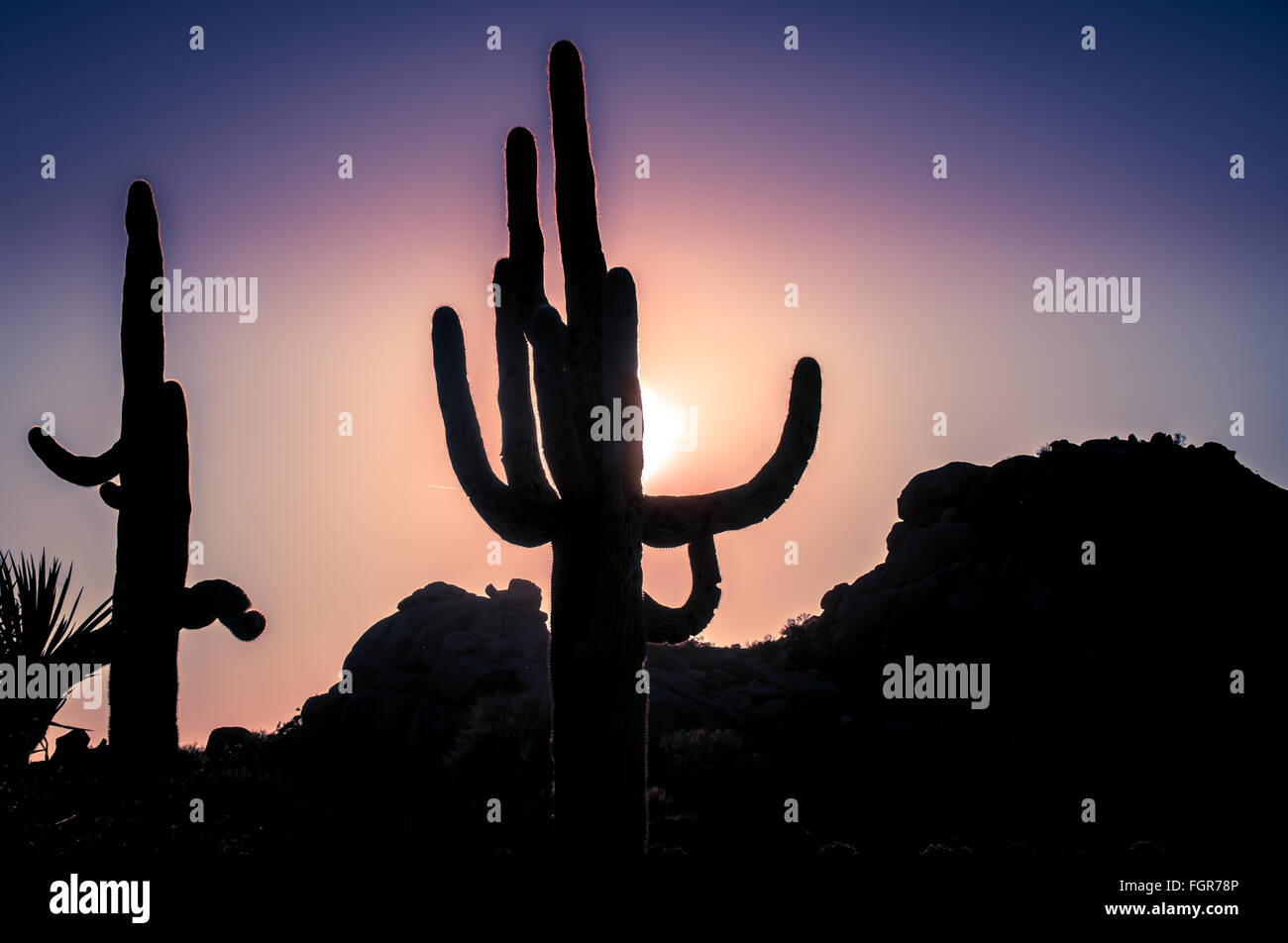 Desert sunset - saguaro cactus tree and iconic Arizona boulders silhouette Stock Photo - Alamy