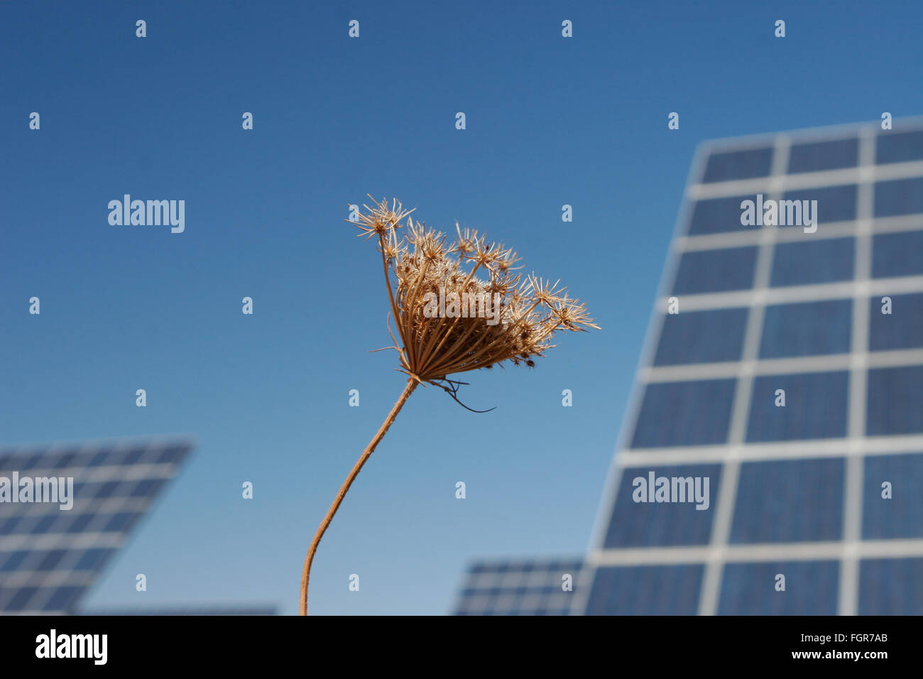 Modern sun energy farm solar panels, for eco and nature renewable ...