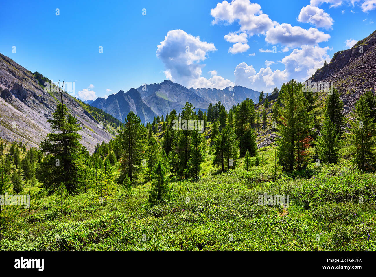Coniferous trees in mountains on border of forest . Eastern Sayan ...