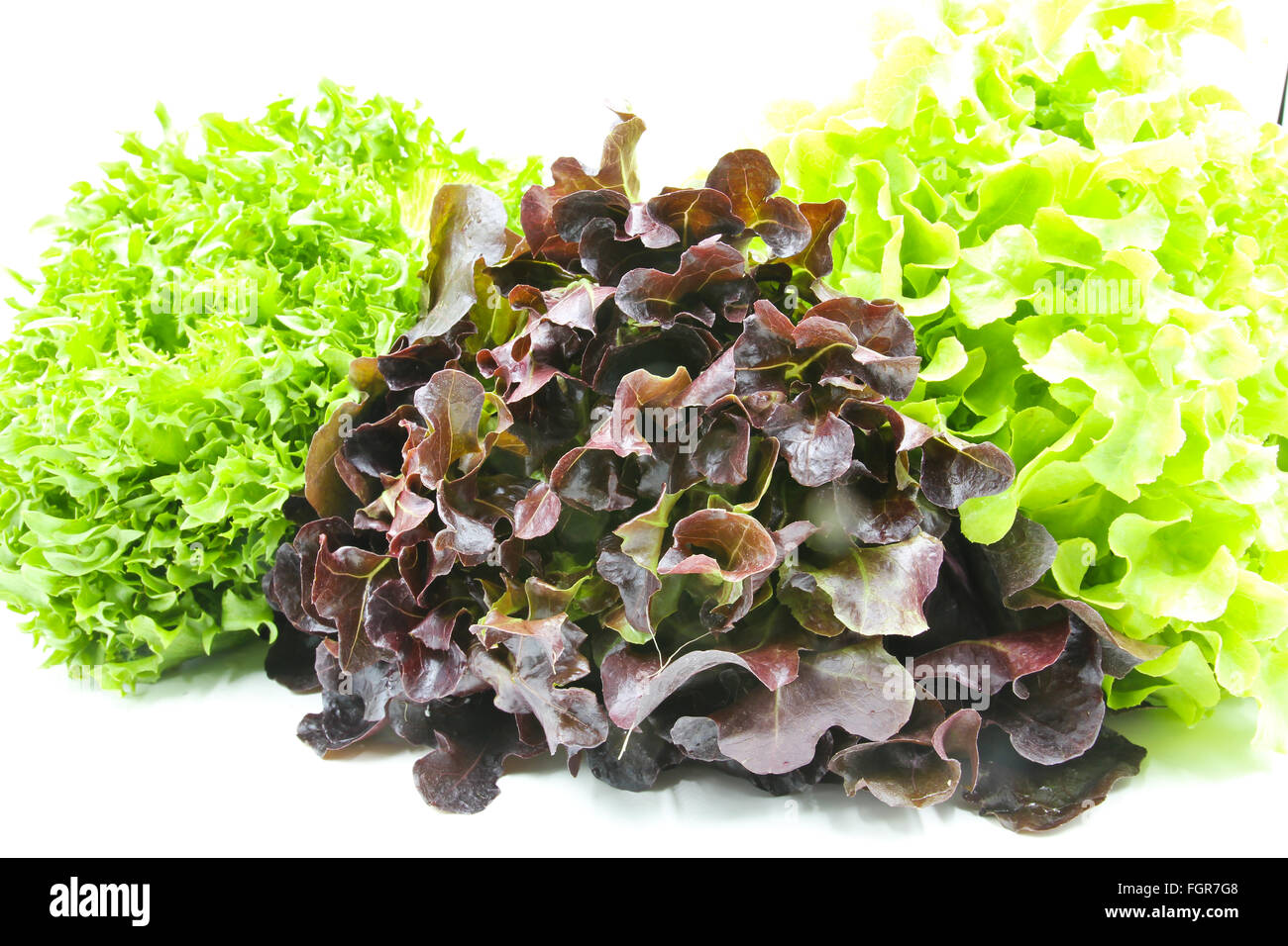 Fresh oak and frillice Iceberg leaf lettuce isolated on white ...