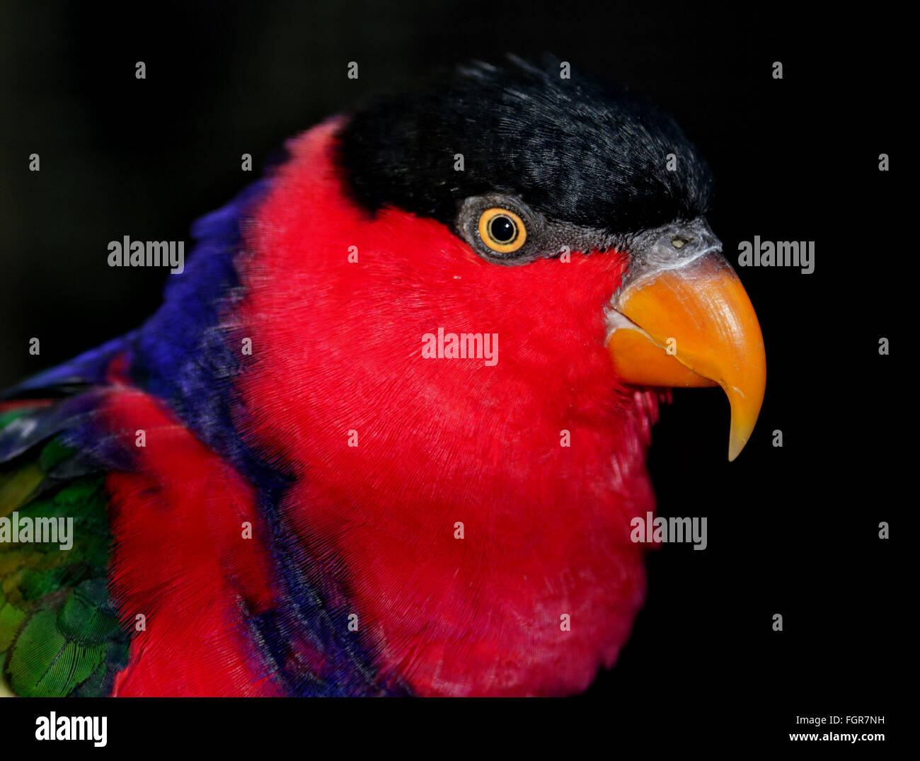 Black Capped Parrot High Resolution Stock Photography and Images - Alamy