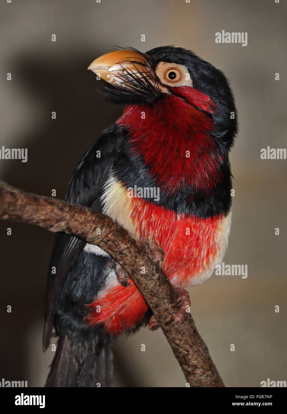 Bearded Barbet (lybius dubius Stock Photo - Alamy