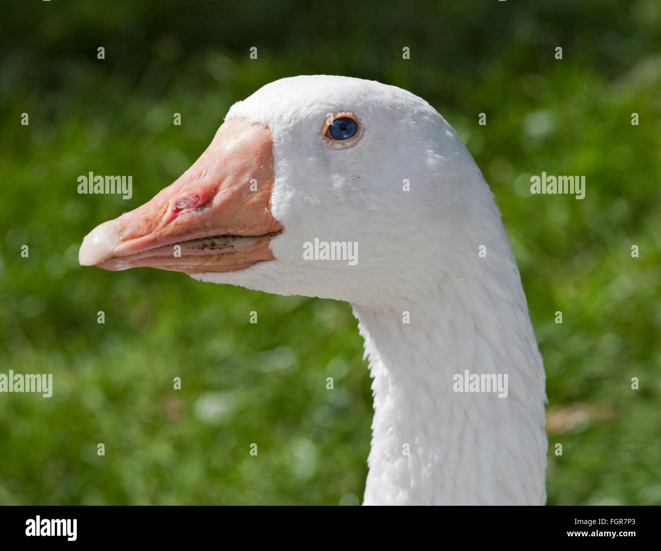 Sebastopol goose hi-res stock photography and images - Alamy