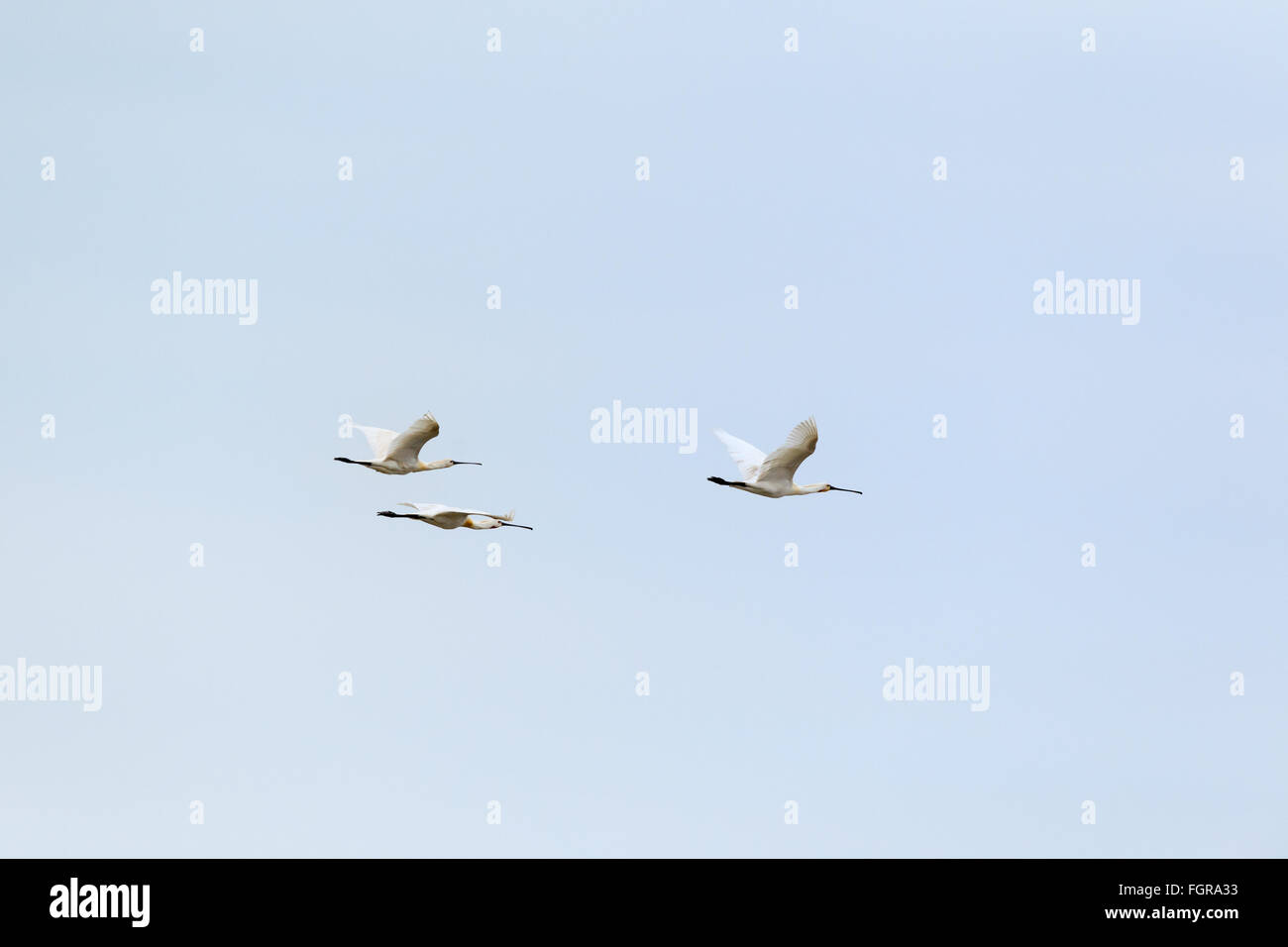 Flying spoonbills in blue sky Stock Photo - Alamy