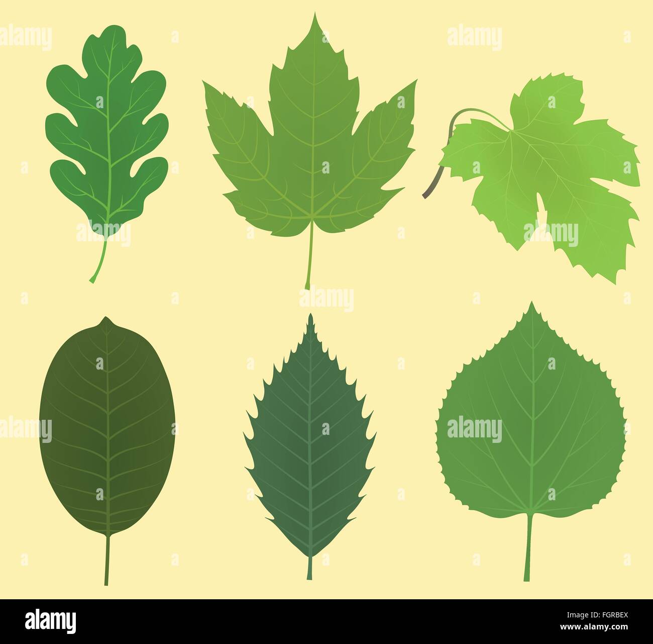 Collection of leaves Stock Vector Image & Art - Alamy
