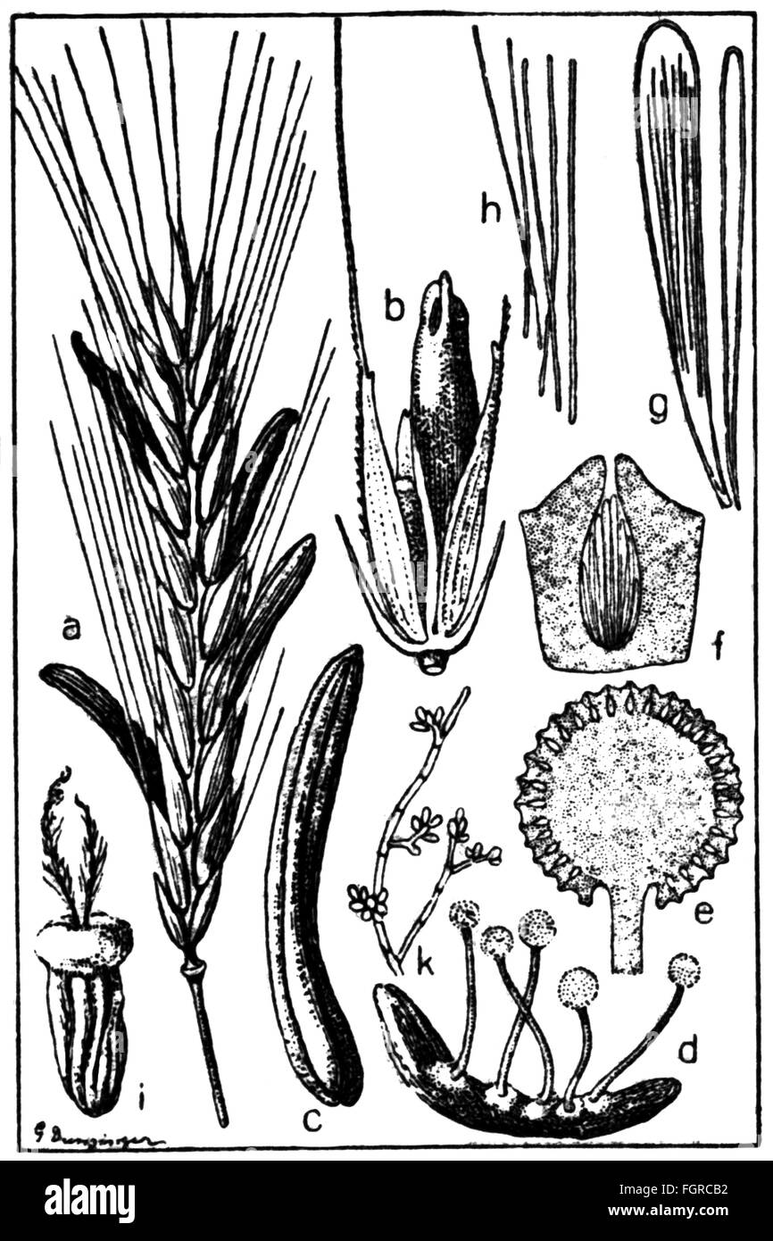 botany, fungus, ergot (Claviceps purpurea), development of the ergot ...