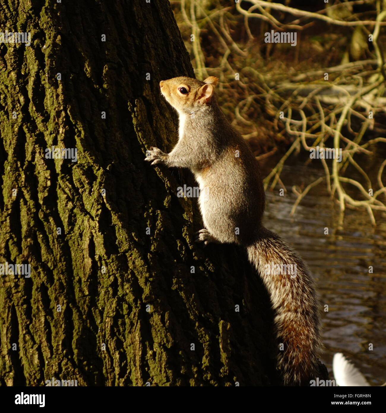 Grey squirrel tree hi-res stock photography and images - Alamy