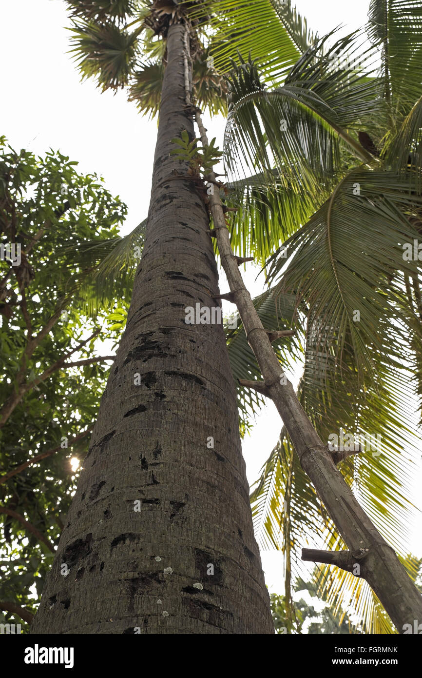 Palm Ladder High Resolution Stock Photography and Images - Alamy