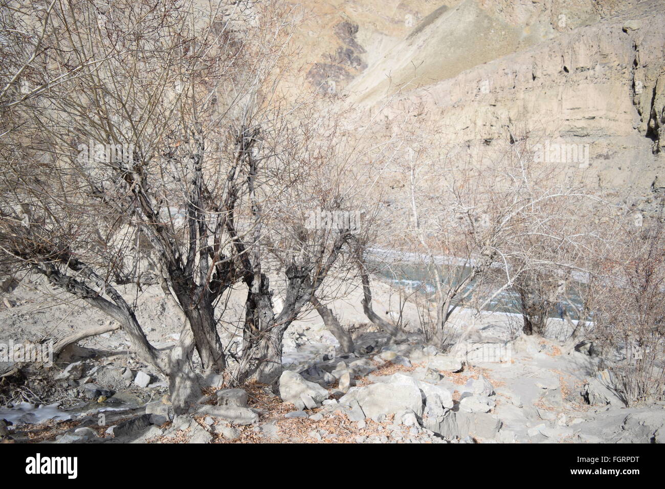 winter trees in neyrak, ladakh, india Stock Photo - Alamy