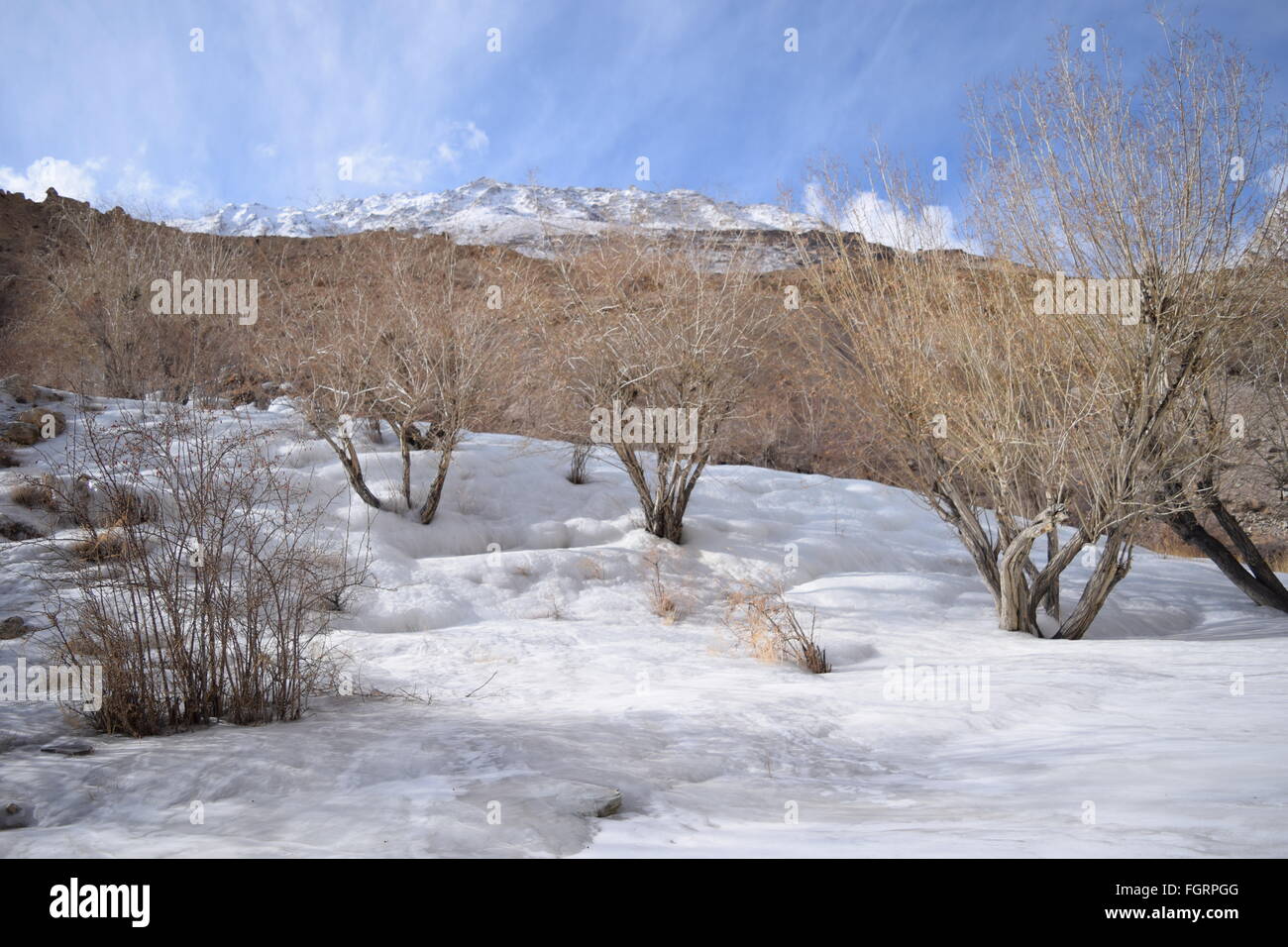 Jungle trees in india hi-res stock photography and images - Alamy