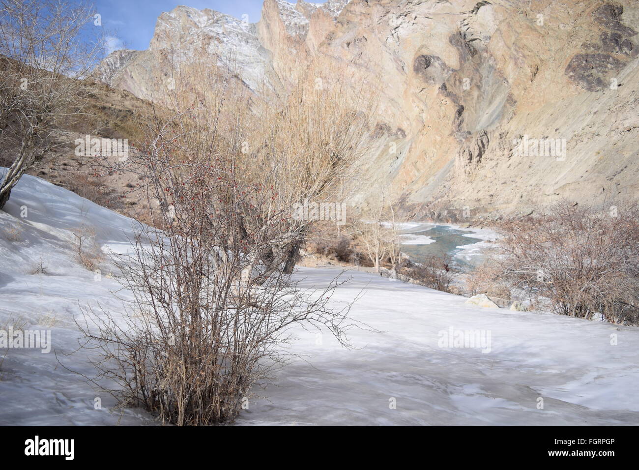 winter trees in neyrak, ladakh, india Stock Photo - Alamy