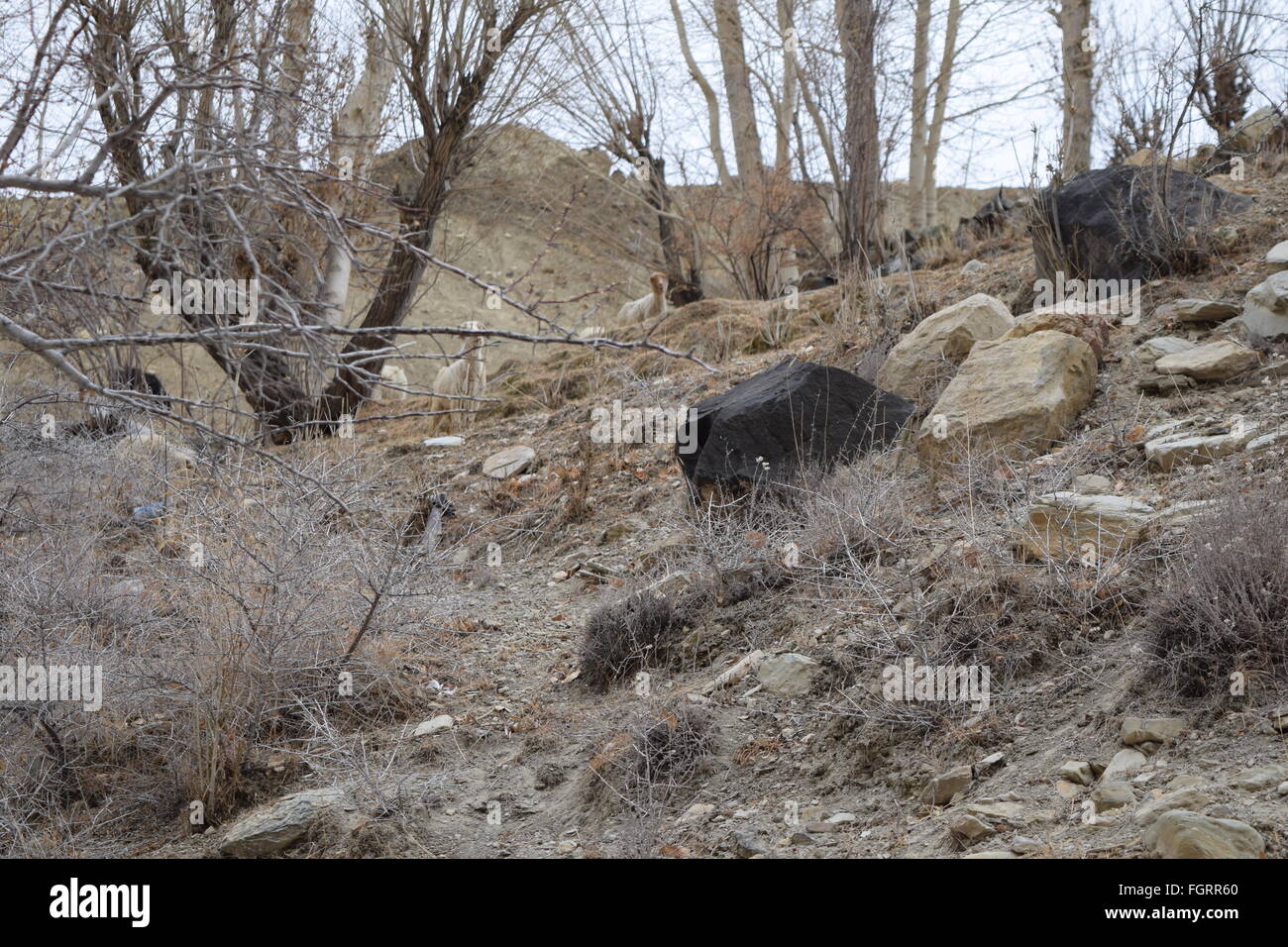 goats and sheeps in the jungle Stock Photo - Alamy