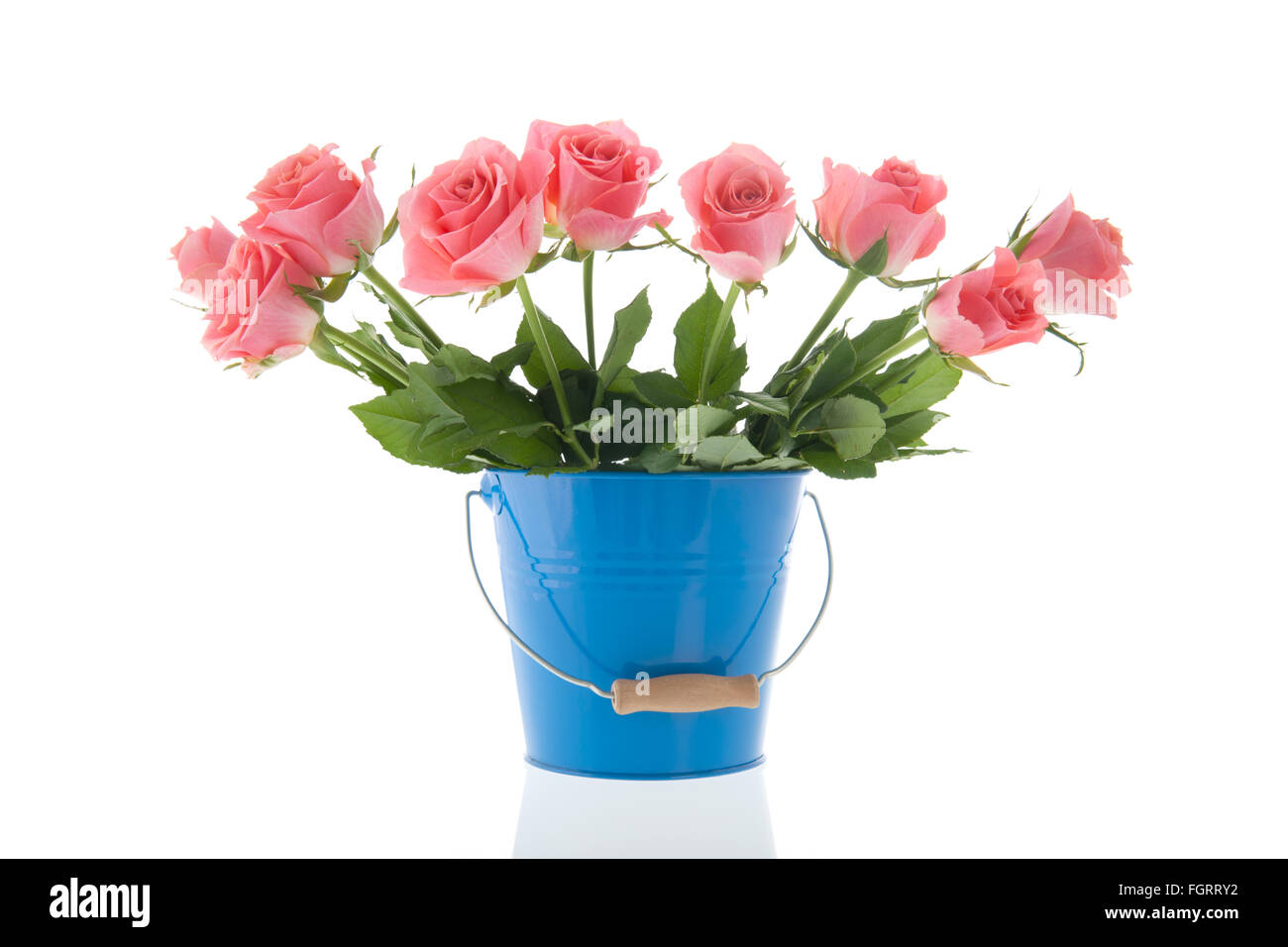 Bouquet pink roses in blue bucket isolated over white background Stock ...