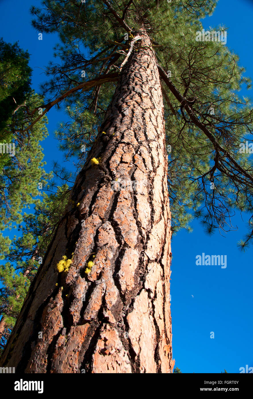 Tall old growth ponderosa pine hi-res stock photography and images - Alamy