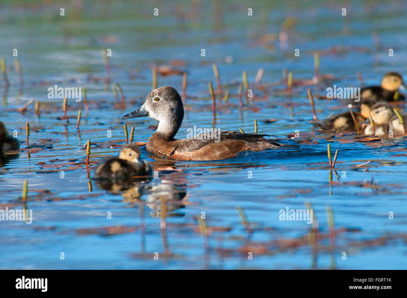 Redhead duck with duckling on Hosmer Lake, Cascade Lakes National ...