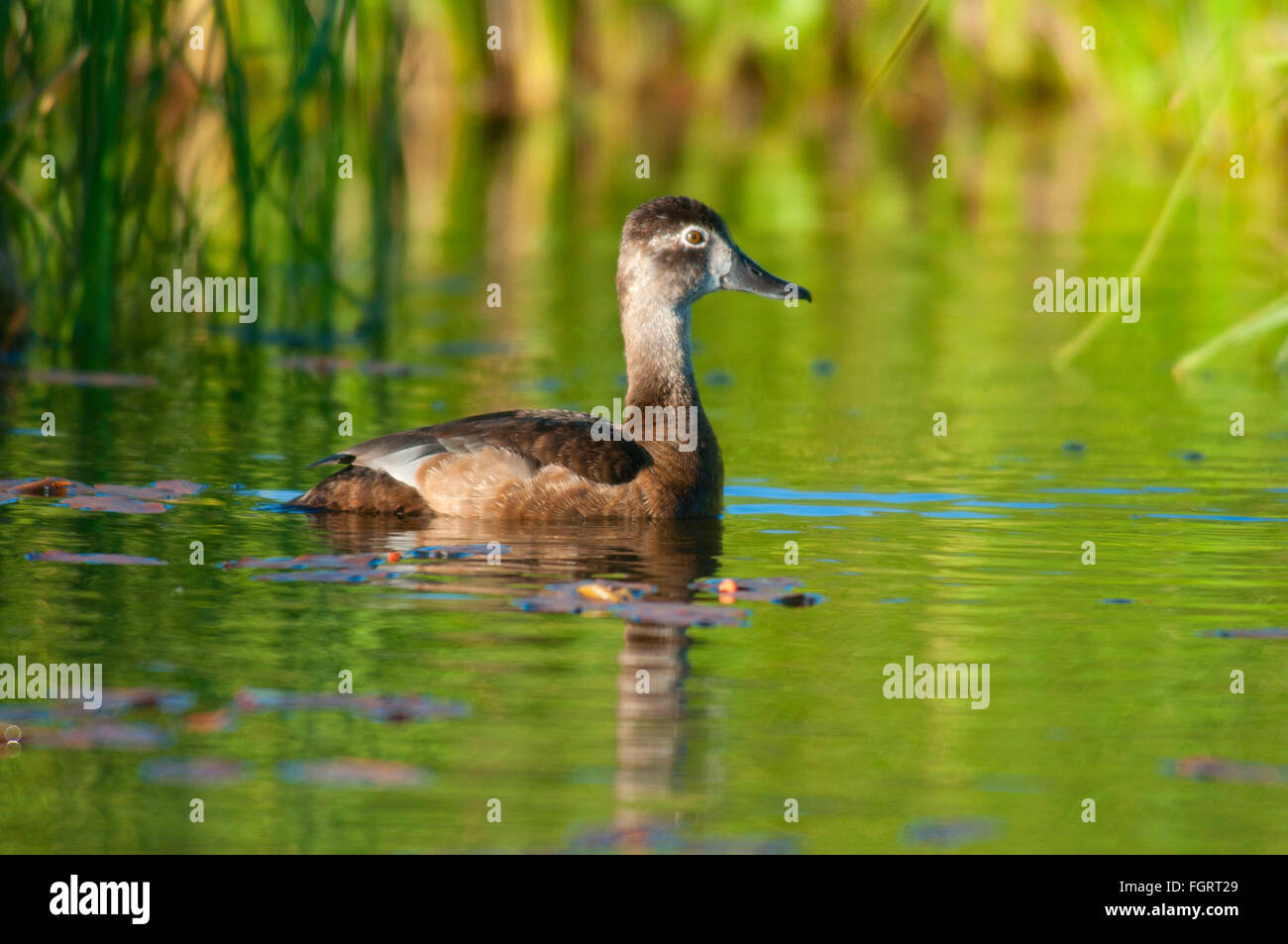 Redhead duck hi-res stock photography and images - Alamy