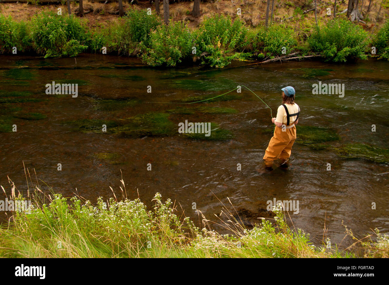 Flyfishing at Fall River, LaPine State Park, Oregon Stock Photo - Alamy