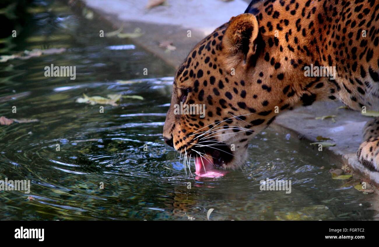 cheetah a real sign of musculinity!! Stock Photo - Alamy