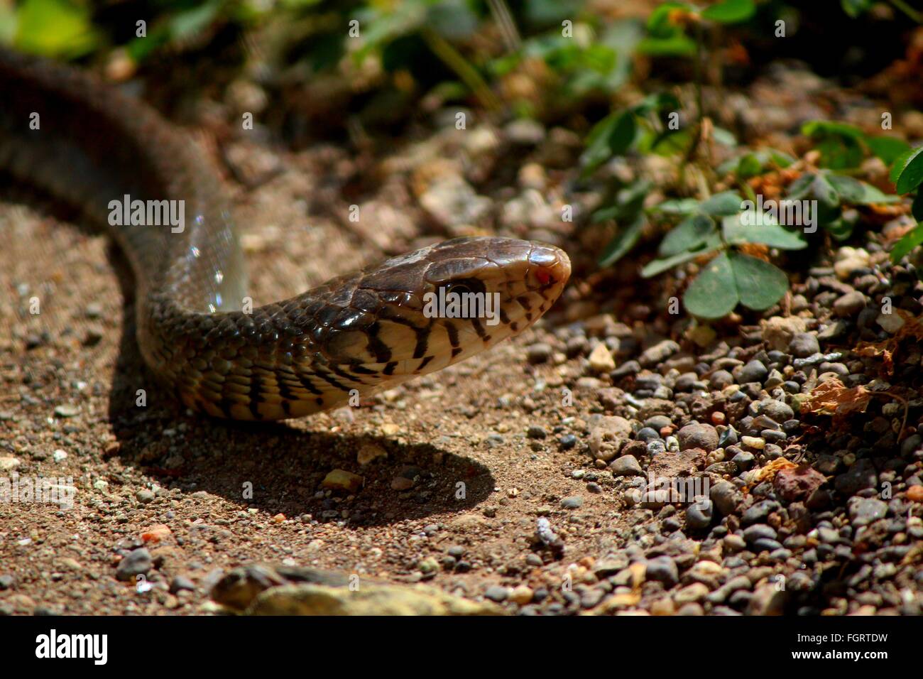 Every jungle has a snake Stock Photo - Alamy