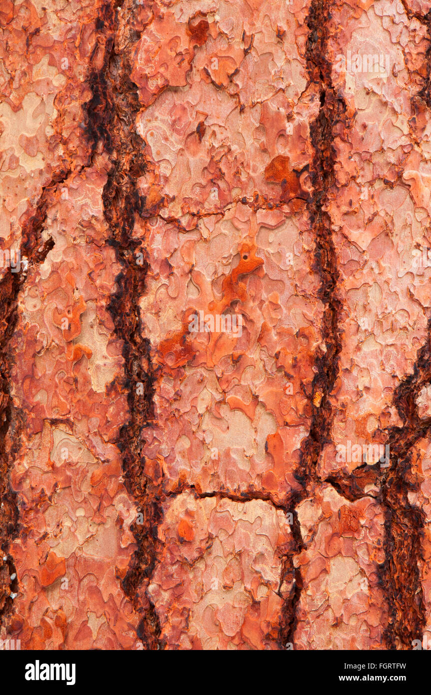 Ponderosa pine (Pinus ponderosa) bark, Metolius Wild and Scenic River ...