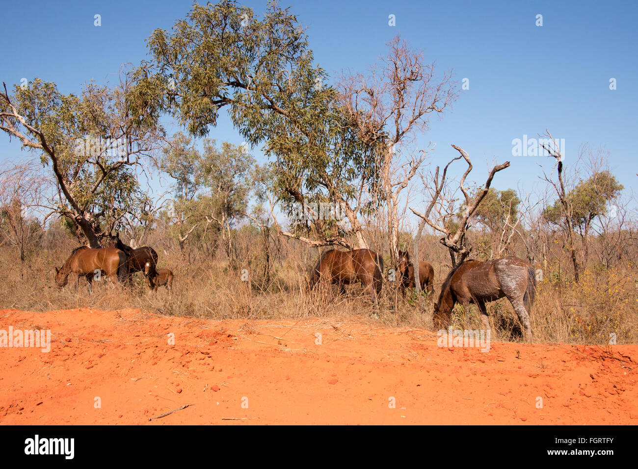 Feral horses known as 'brumbies' were station horses that have run wild ...